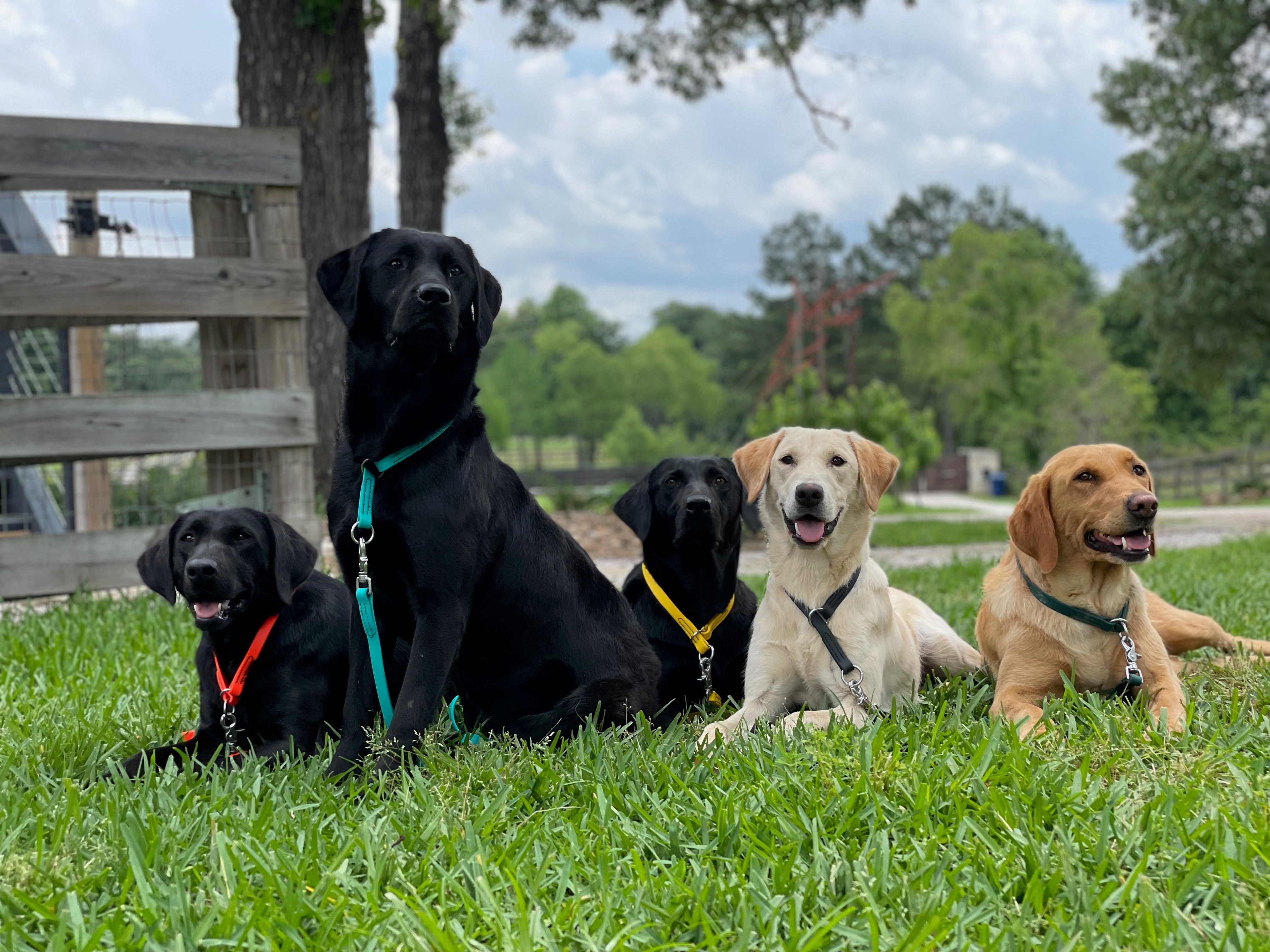 Gallery – Champ Dog Gear