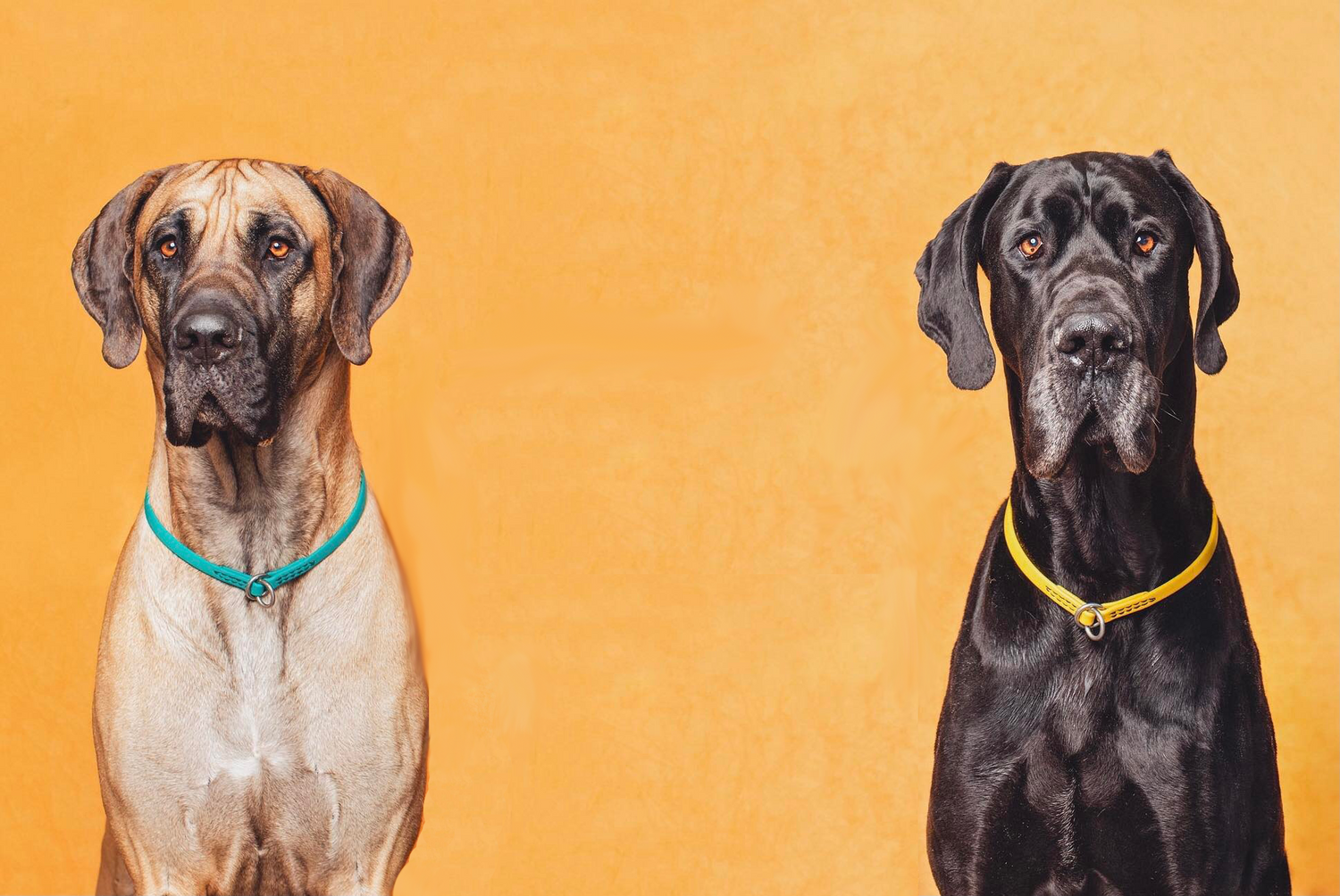 Gallery – Champ Dog Gear