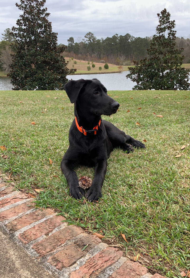 Gallery – Champ Dog Gear