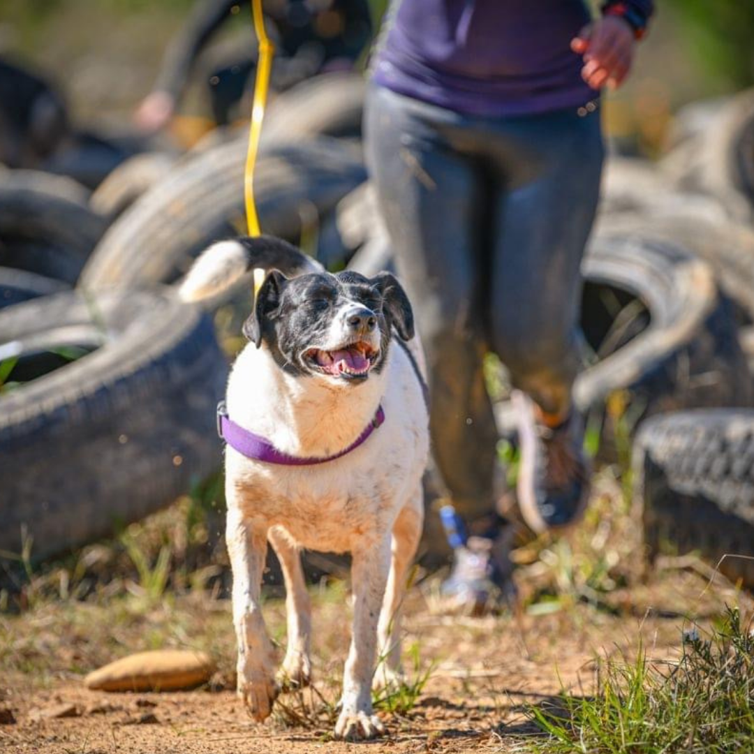 Champ Dog Gear