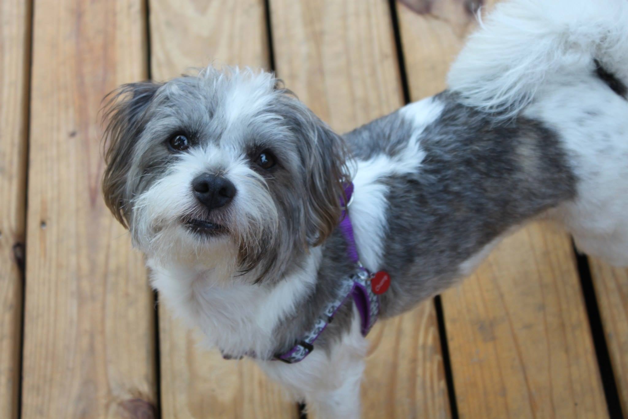 Gallery – Champ Dog Gear