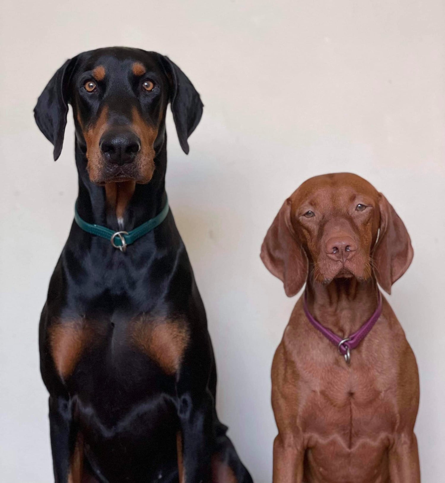 Gallery – Champ Dog Gear